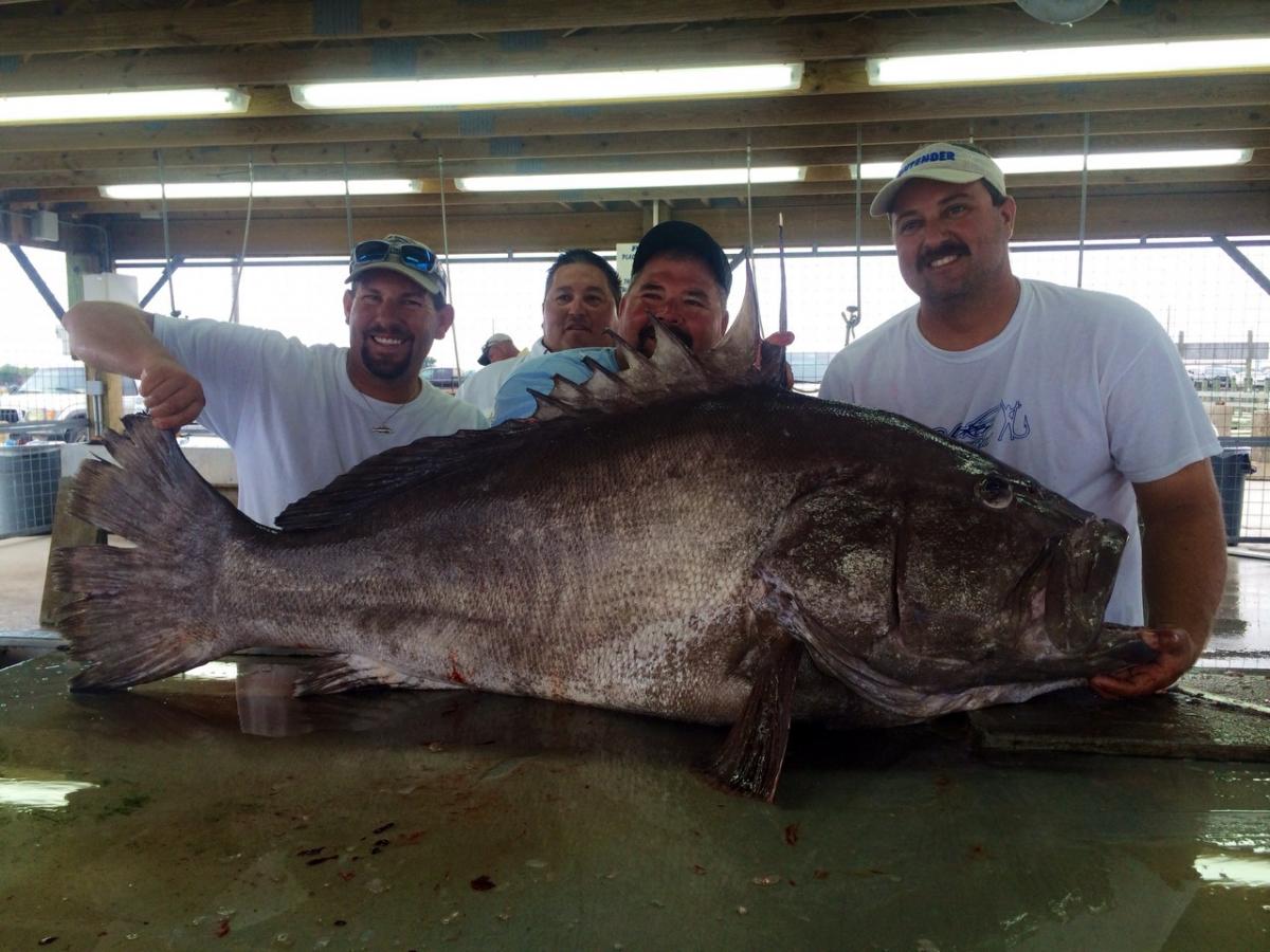 Large Fish Caught - General Chat - Red Power Magazine Community