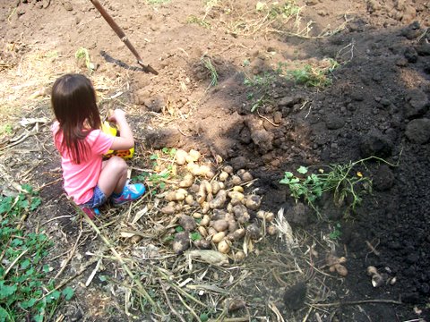 diggin spuds - General Chat - Red Power Magazine Community