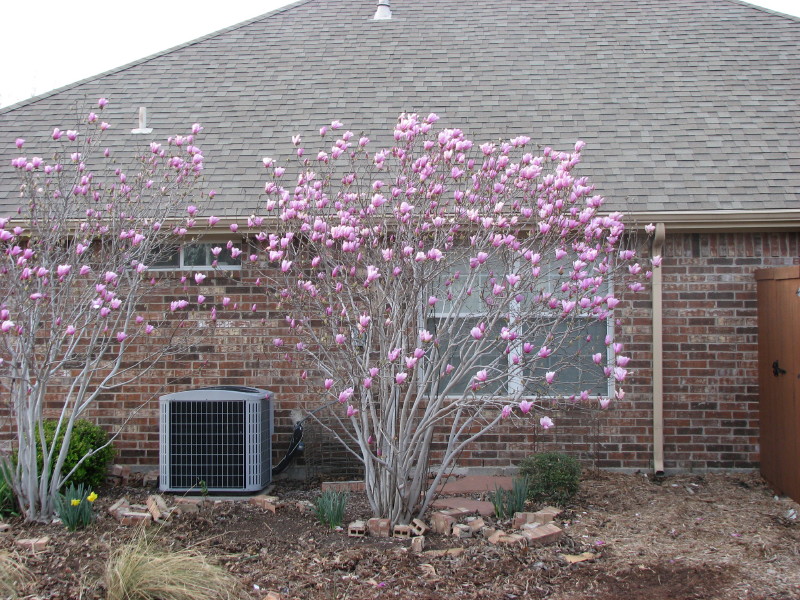 Springtime in North Texas - General Chat - Red Power Magazine Community