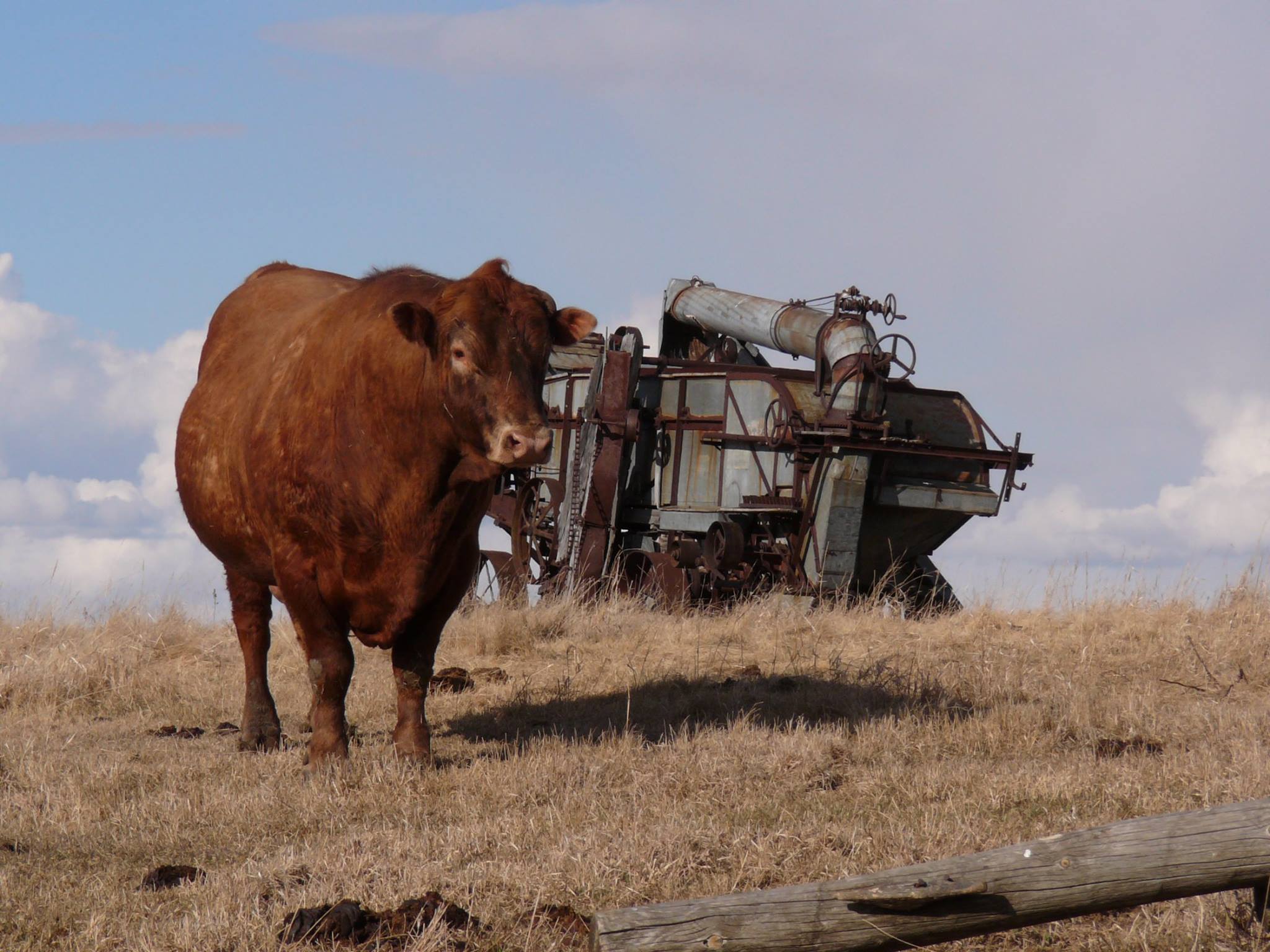 IH Tractors on Montana Farm - Page 729 - General Chat - Red Power ...