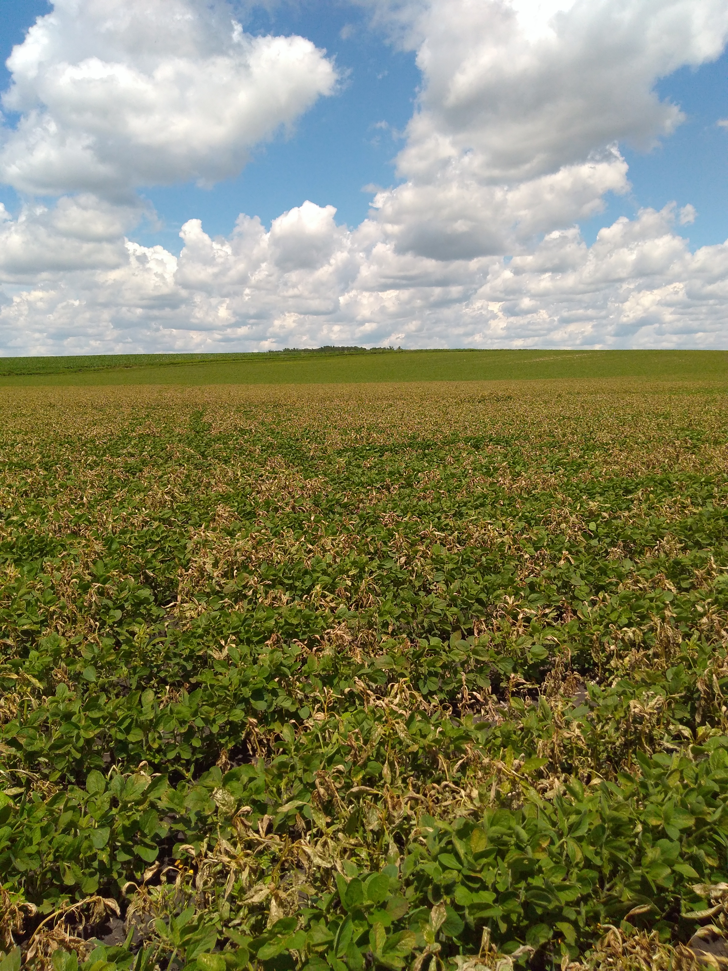 2017 crop pics - General Chat - Red Power Magazine Community
