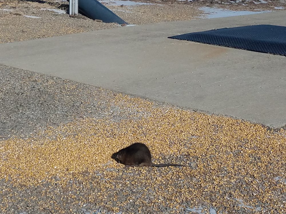 Muskrat population, there everywhere. - General Chat - Red Power ...