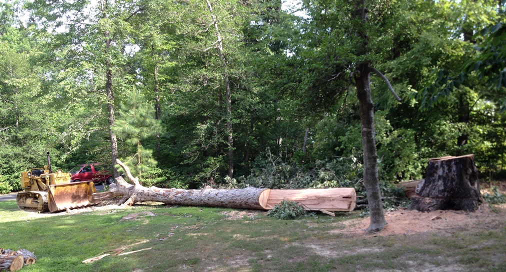 Pushing over Trees VS Digging out Stumps! - IH Construction Equipment ...