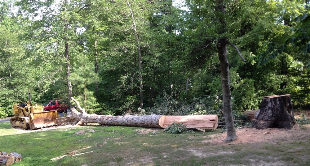 Pushing over Trees VS Digging out Stumps! - IH Construction Equipment ...