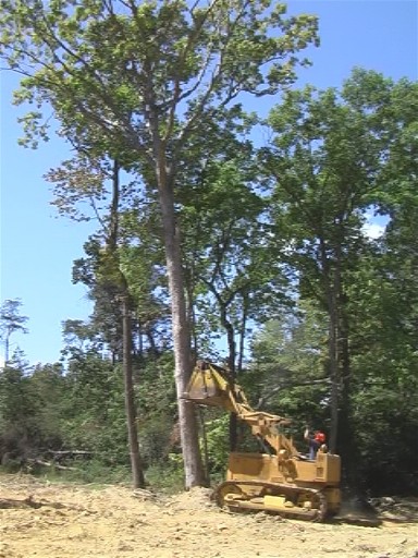 Pushing over Trees VS Digging out Stumps! - IH Construction Equipment ...