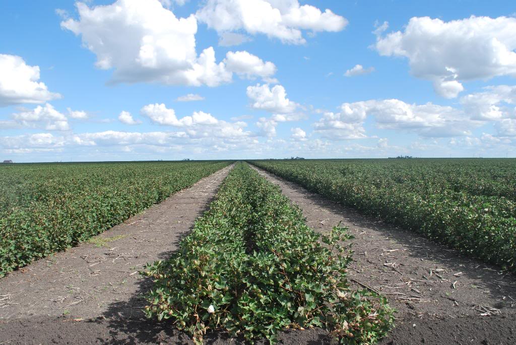 IH Tractors on Montana Farm - Page 758 - General Chat - Red Power ...