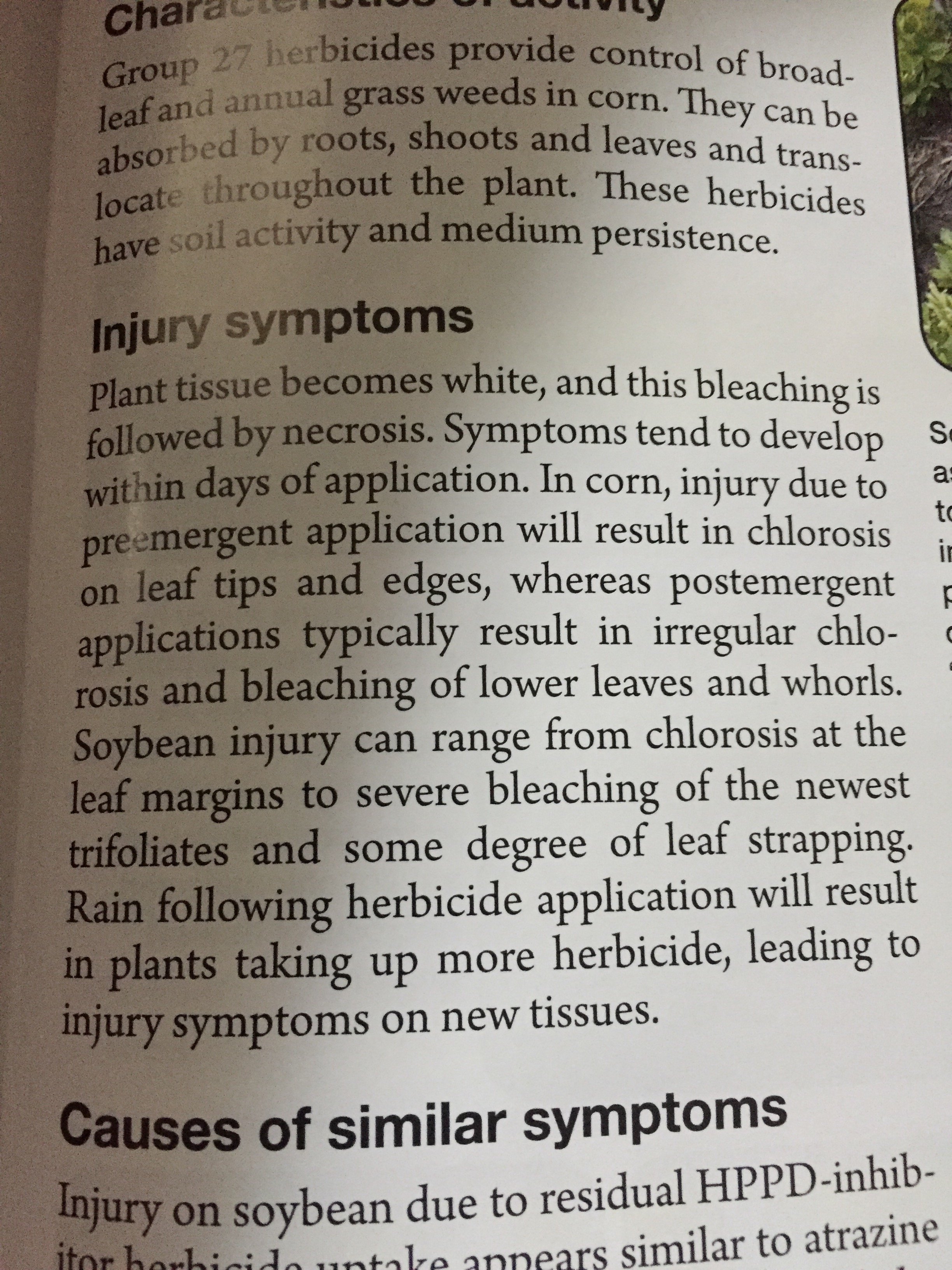 Chemical Damage to Corn? Callisto? - General Chat - Red Power Magazine ...