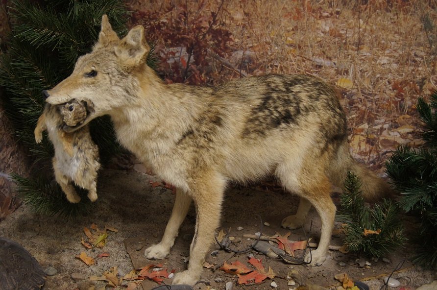 Farm Taxidermy - General Chat - Red Power Magazine Community