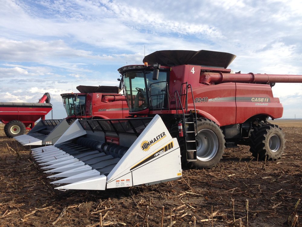 Growing sunflowers? - General Chat - Red Power Magazine Community