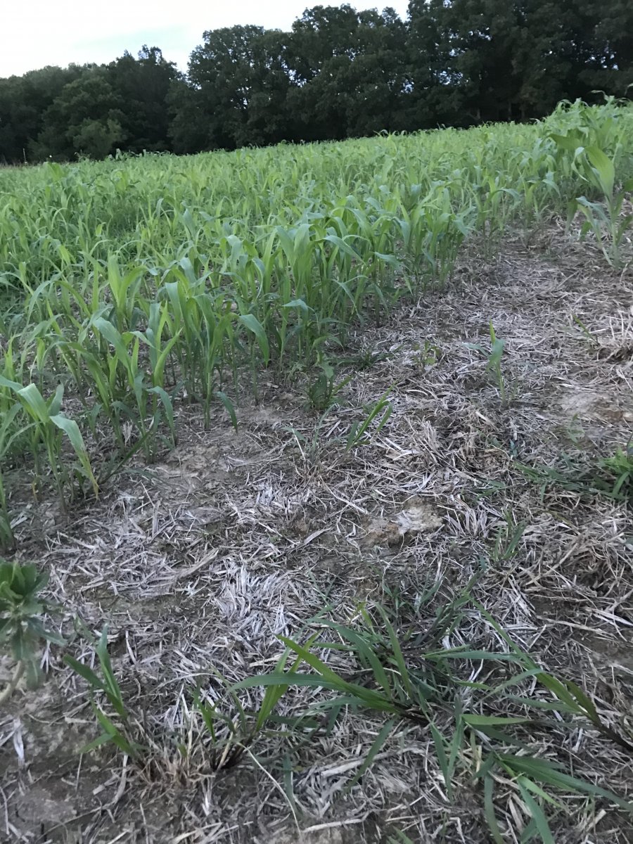 no till sorghum sudan? - General Chat - Red Power Magazine Community