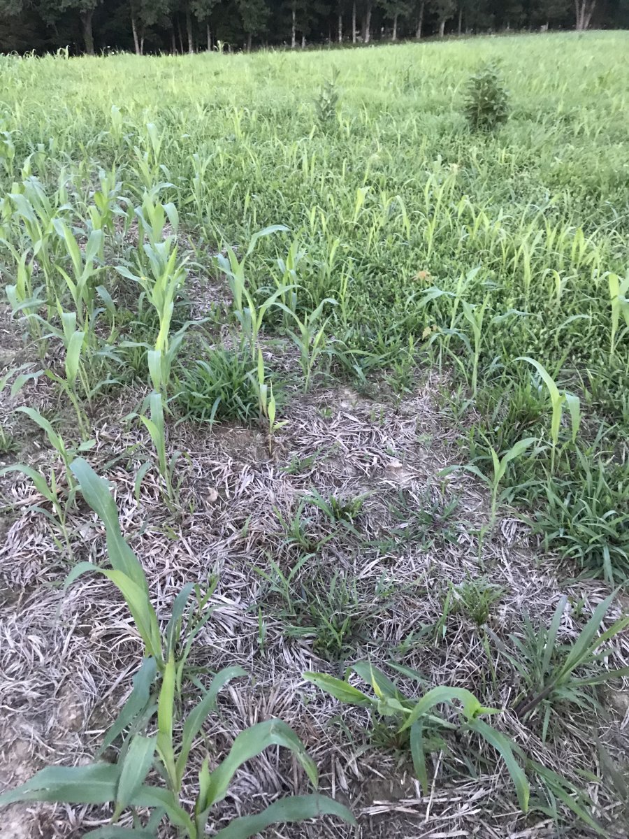 no till sorghum sudan? - General Chat - Red Power Magazine Community