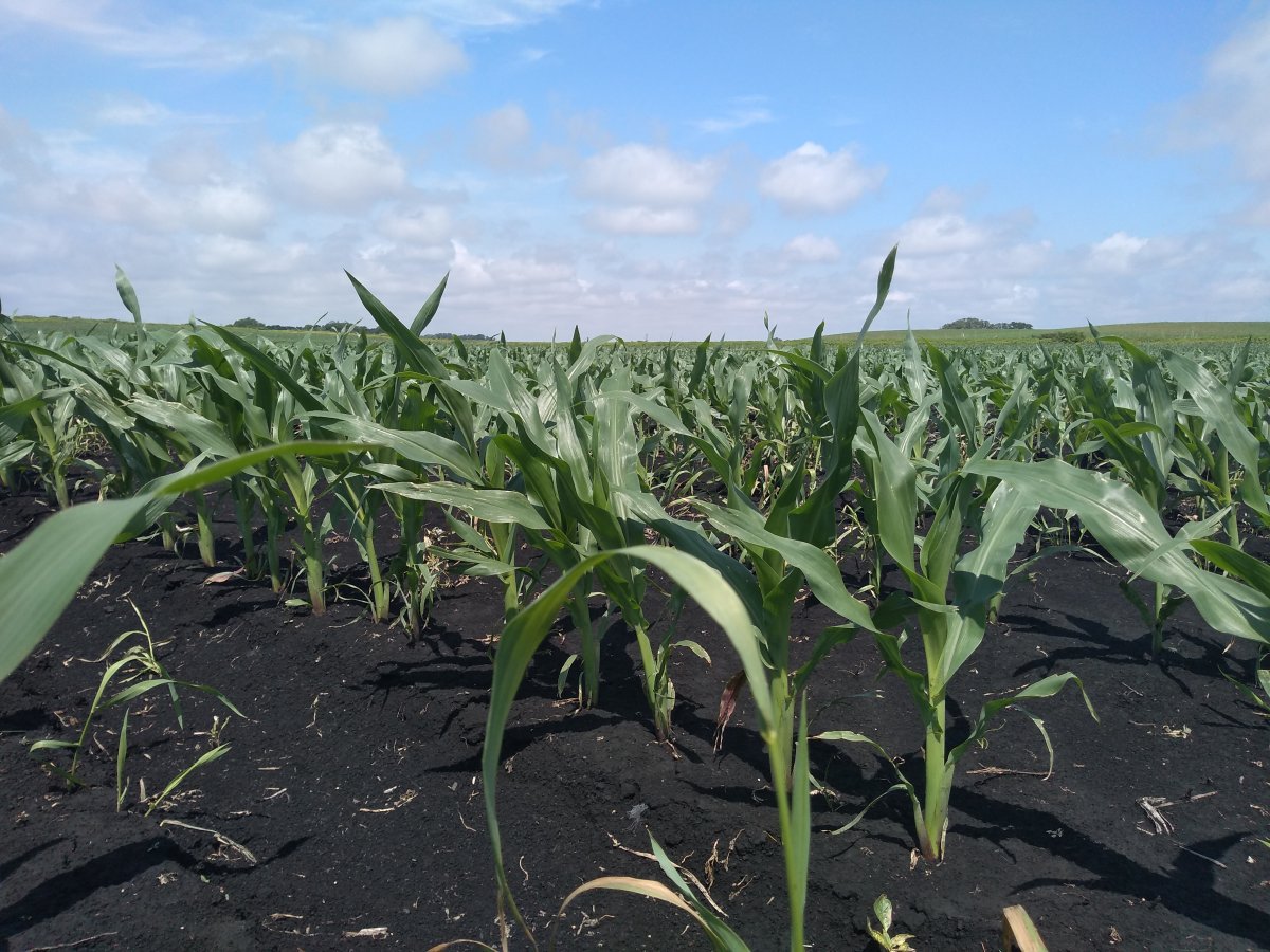 Crops are looking good! - General Chat - Red Power Magazine Community