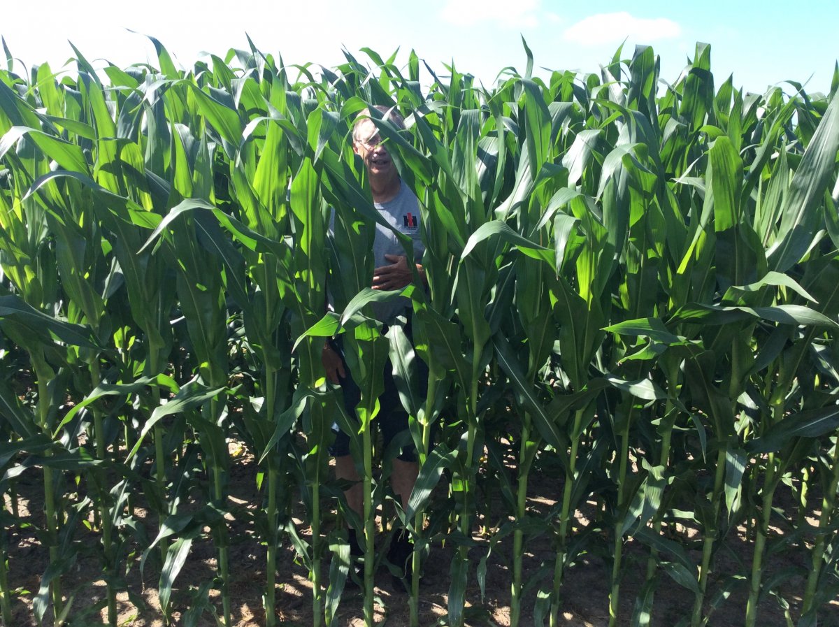 Good Corn in Indiana - General Chat - Red Power Magazine Community