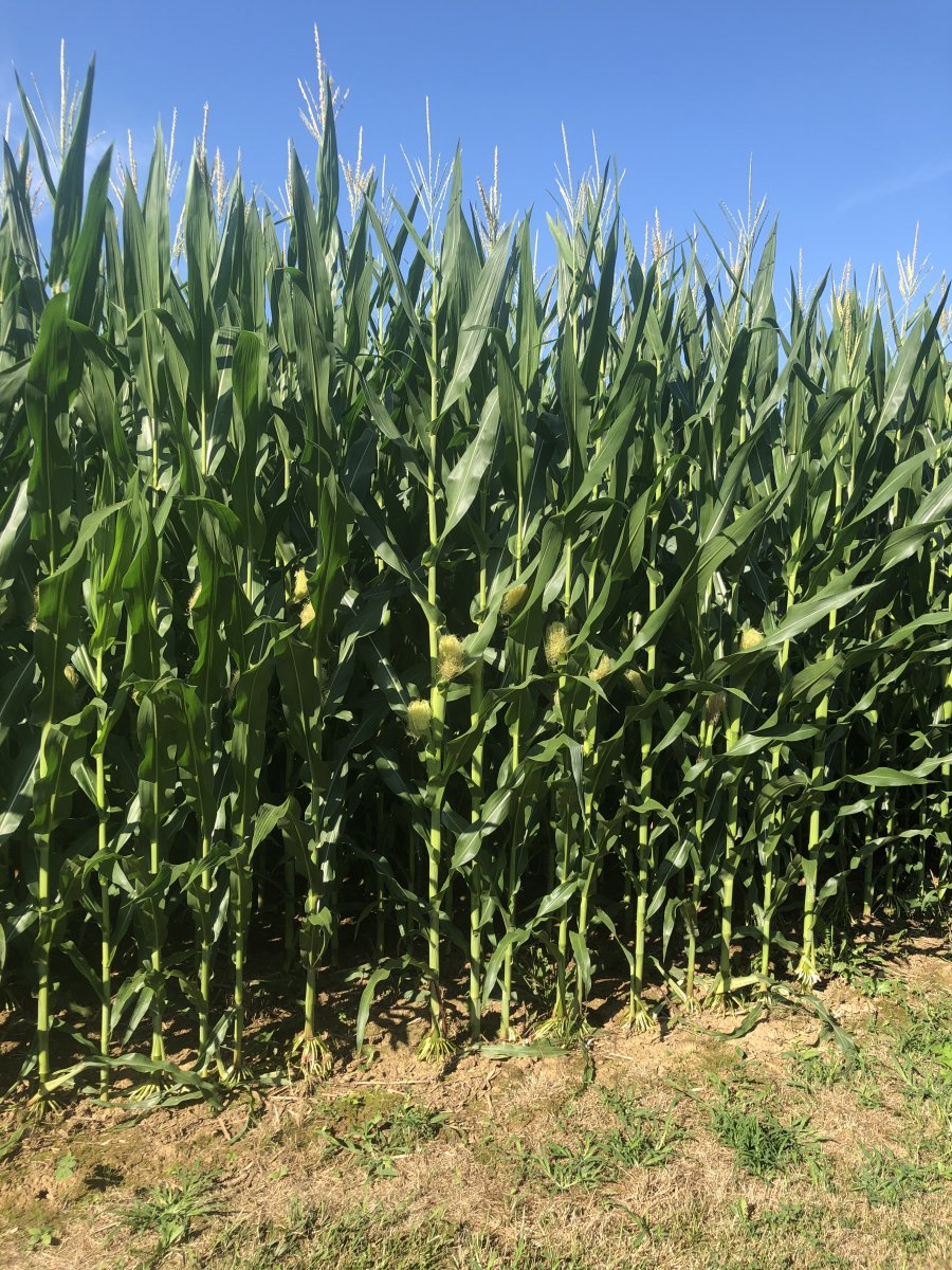 Good Corn in Indiana - General Chat - Red Power Magazine Community
