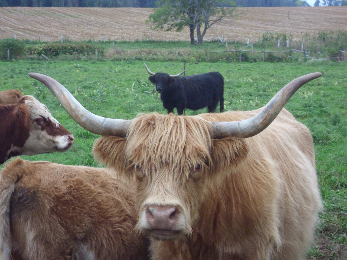 Singular Form of Cattle - Page 2 - General Chat - Red Power Magazine ...