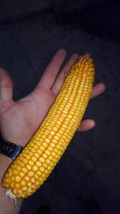 Big ones out in the corn field - General Chat - Red Power Magazine ...