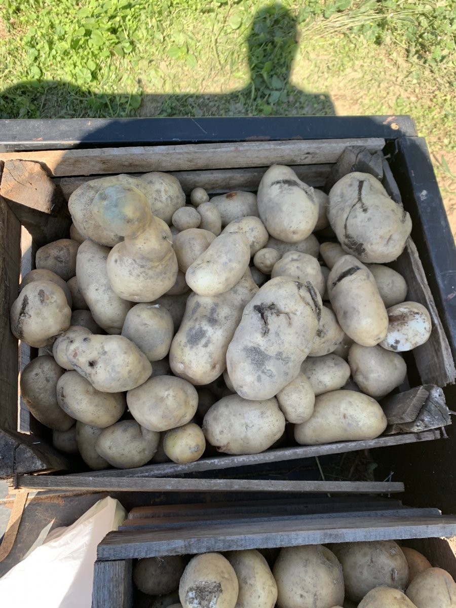 Potatoes - General Chat - Red Power Magazine Community