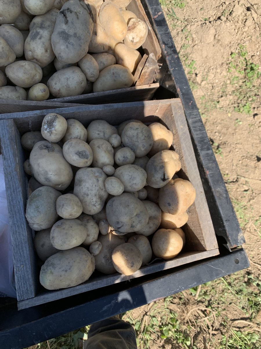Potatoes - General Chat - Red Power Magazine Community