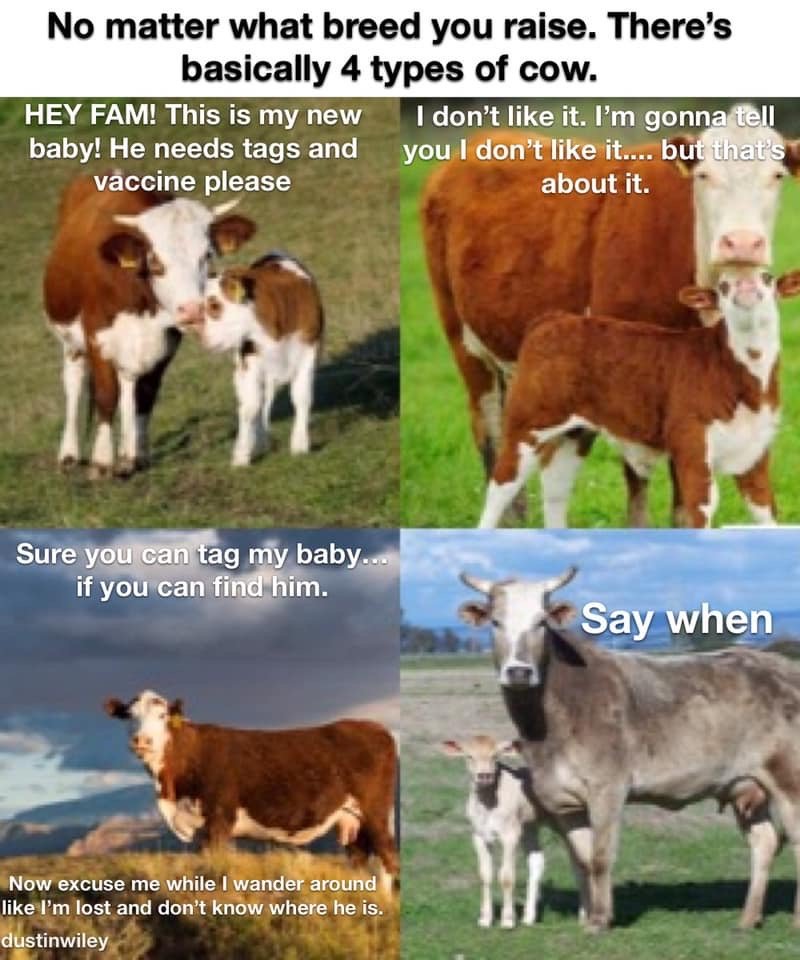 The cattle thread - Page 8 - General Chat - Red Power Magazine Community