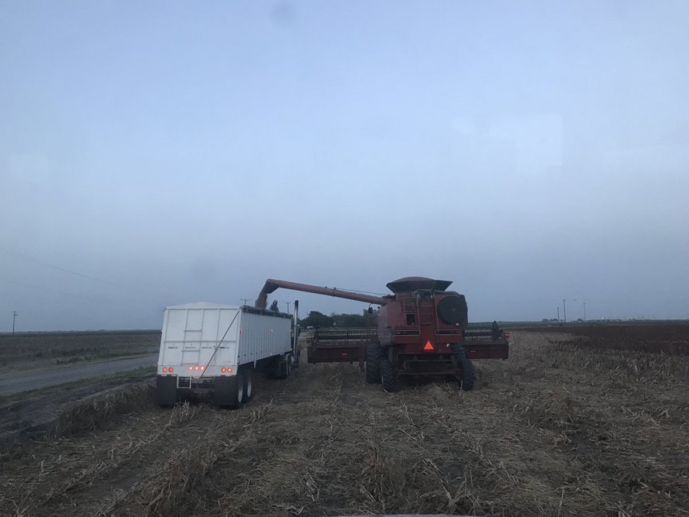 Milo Harvest, South Texas - General Chat - Red Power Magazine Community