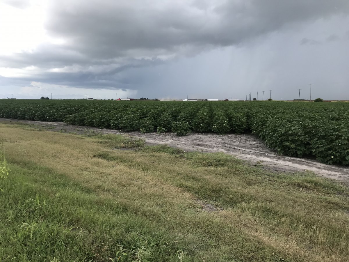 Milo Harvest, South Texas - General Chat - Red Power Magazine Community