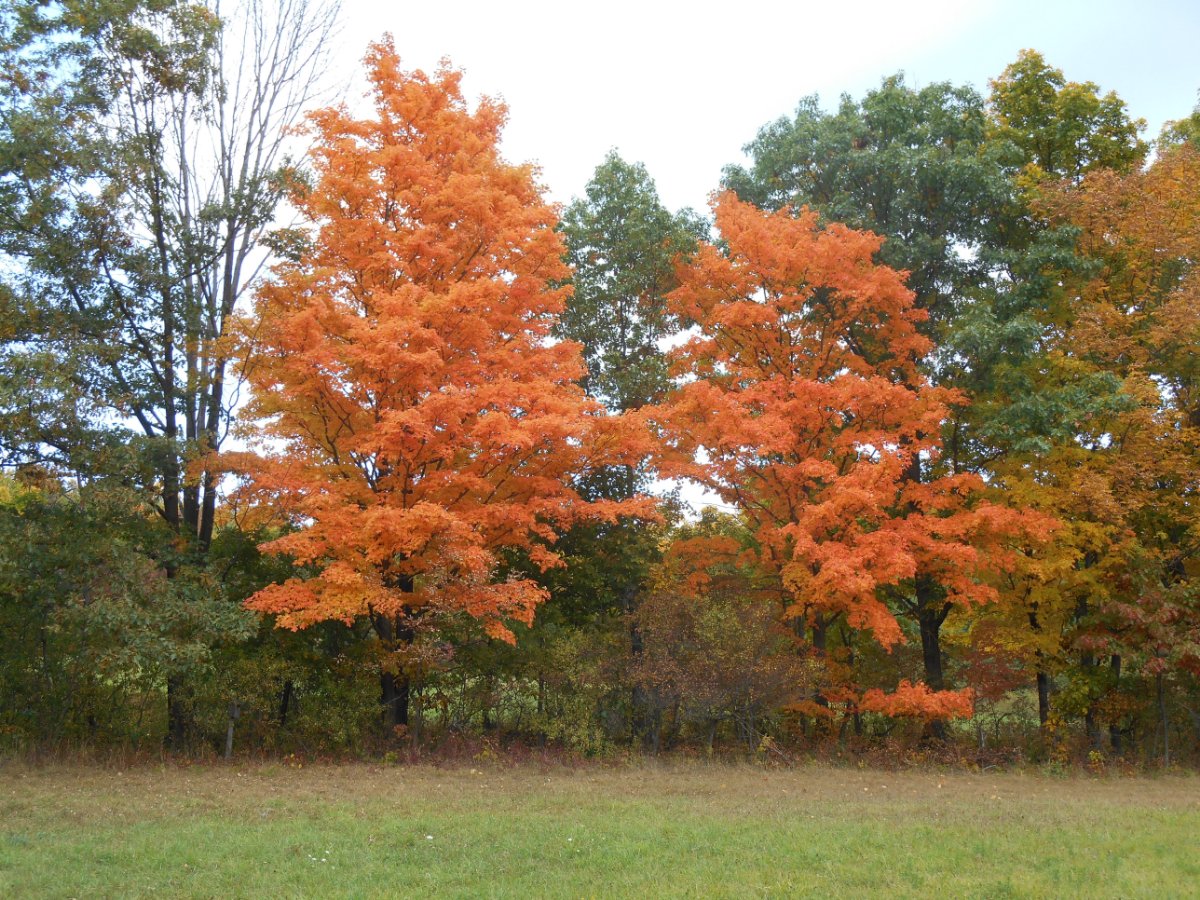Fall tree colors - General Chat - Red Power Magazine Community