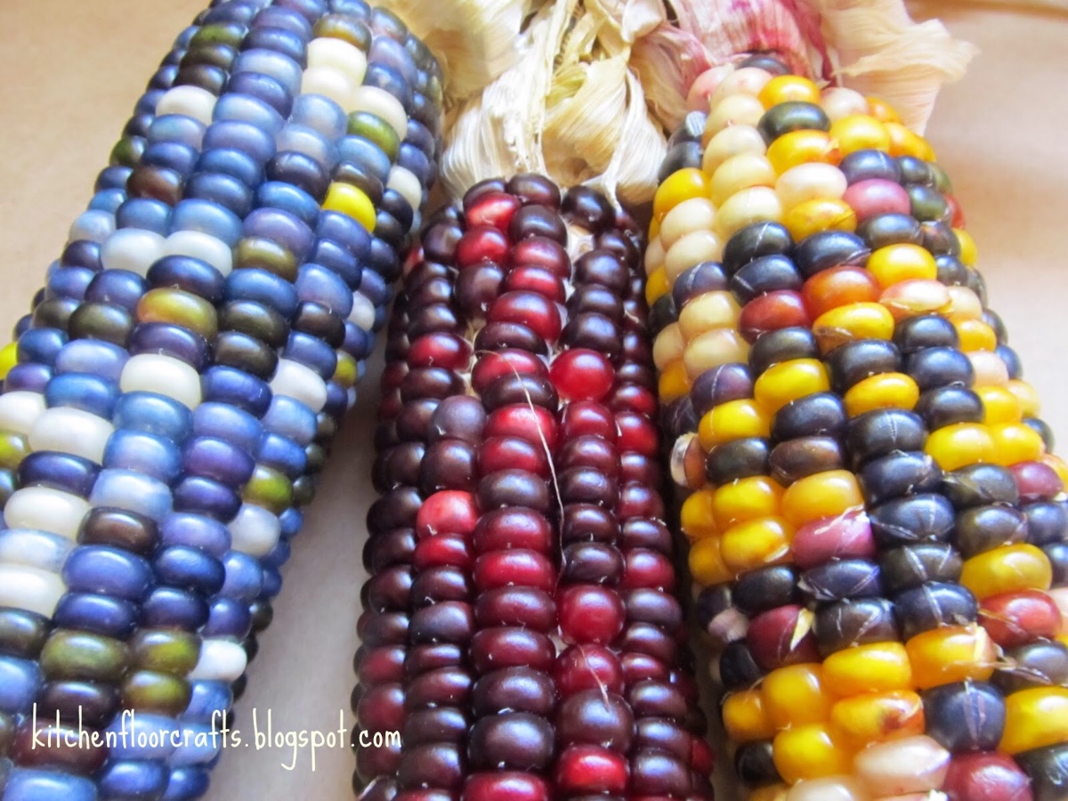 Pretty colored corn - General Chat - Red Power Magazine Community