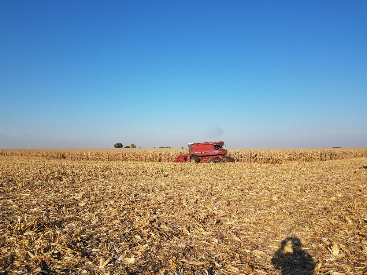 2020 crop pics - Page 15 - General Chat - Red Power Magazine Community