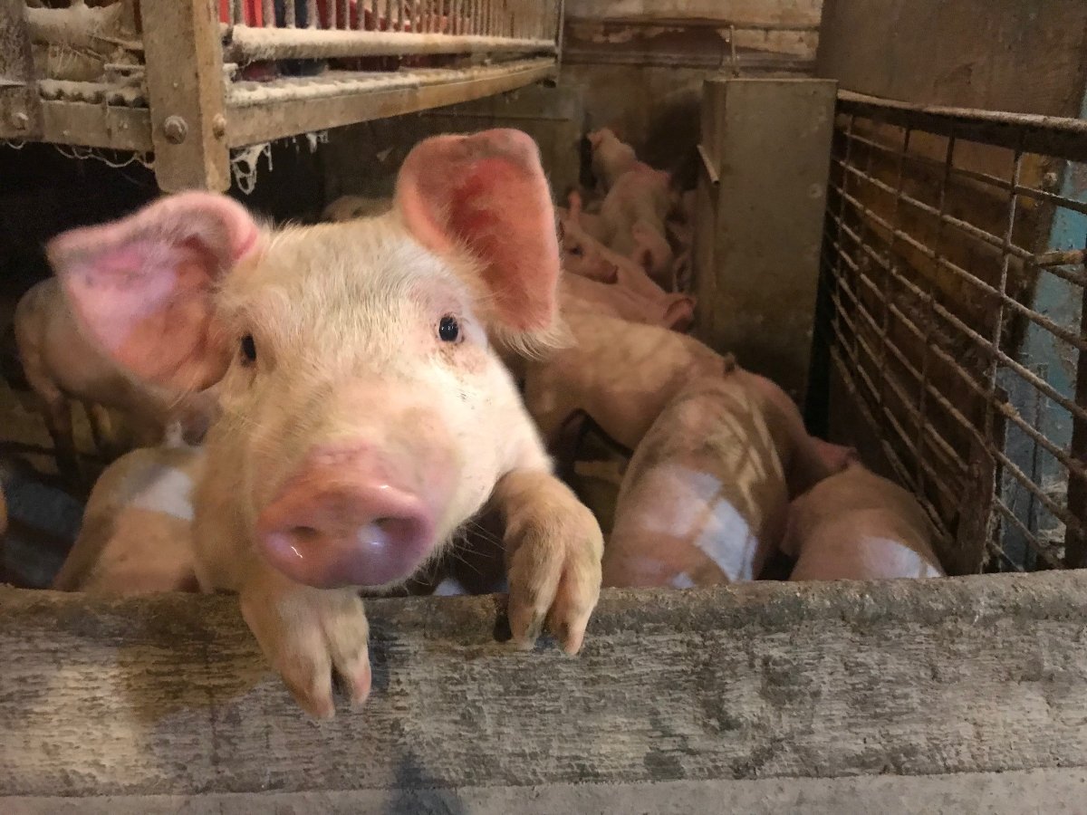 For KWRB: Making Molasses This Year. - General Chat - Red Power ...