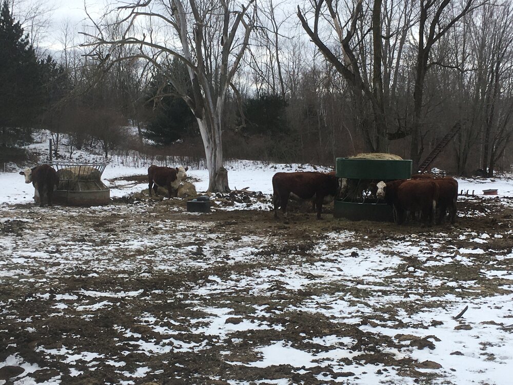 Feeding beleage, drunk cows? - General Chat - Red Power Magazine Community