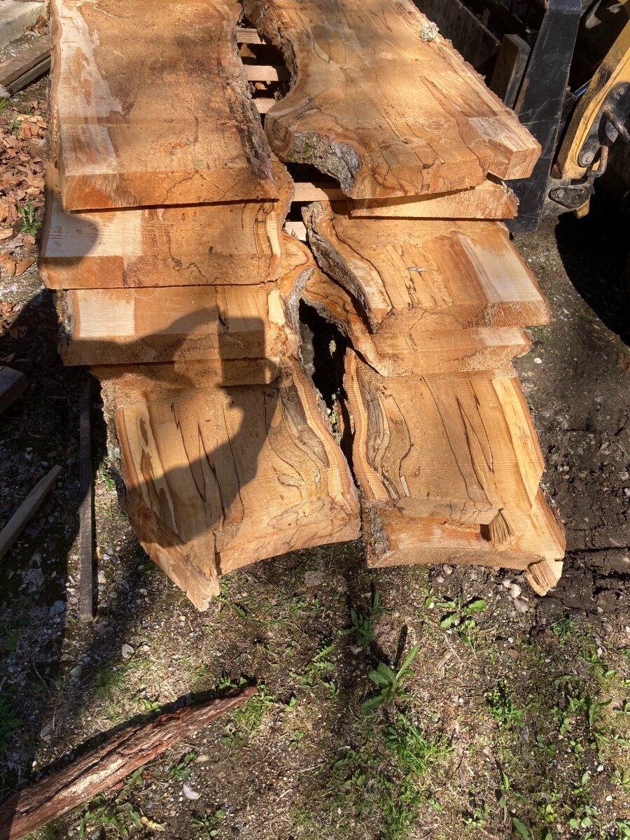 Sugar Maple Slabs - General Chat - Red Power Magazine Community