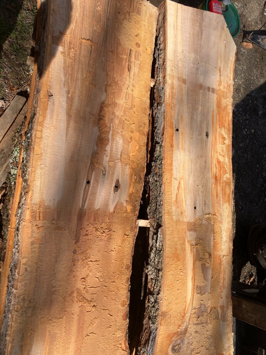 Sugar Maple Slabs - General Chat - Red Power Magazine Community