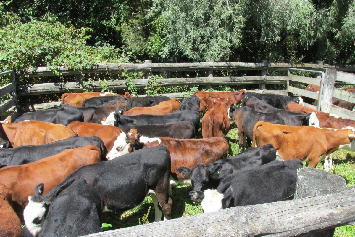 The cattle thread - Page 16 - General Chat - Red Power Magazine Community
