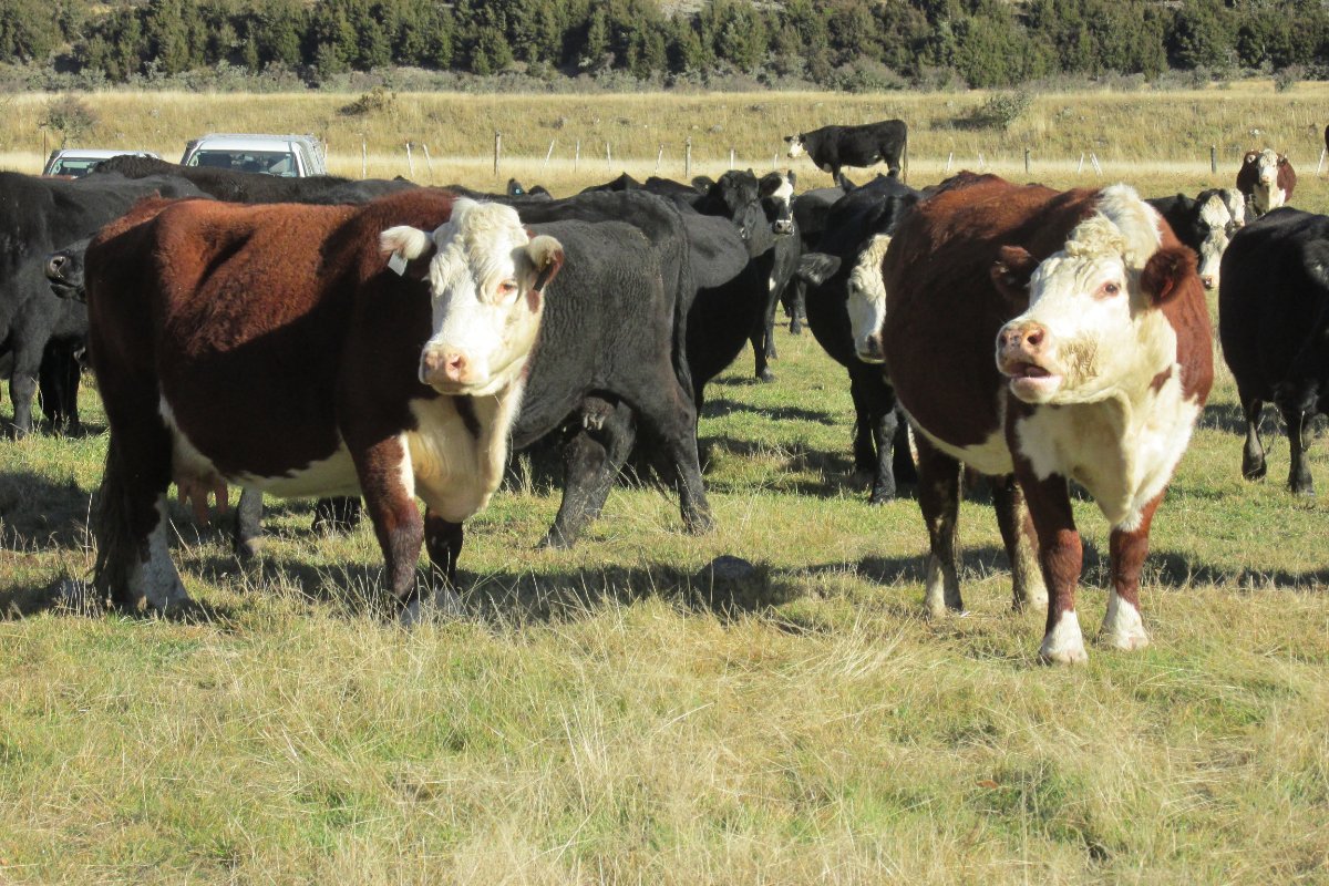 Another Autumn Cattle Muster.... Pictures - General Chat - Red Power ...