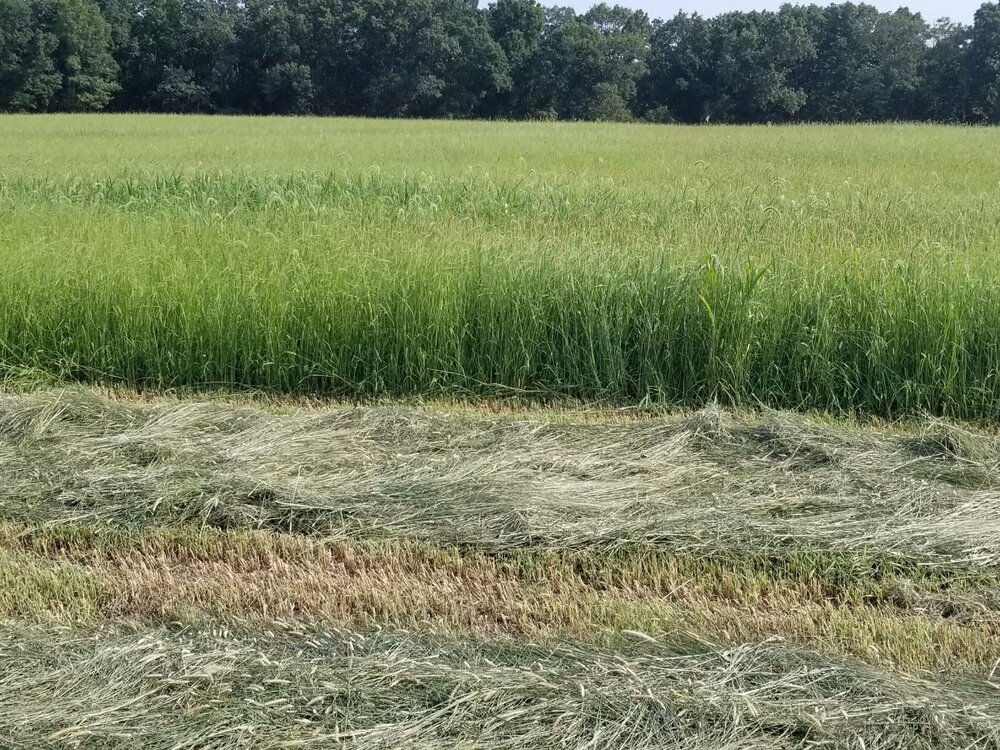 My teff grass - General Chat - Red Power Magazine Community