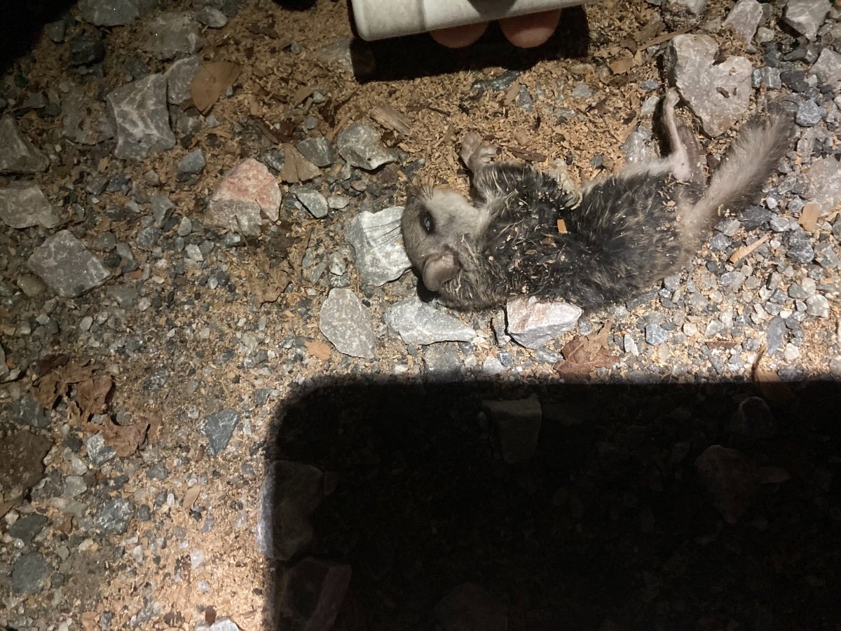 Dead rodent ID? - General Chat - Red Power Magazine Community