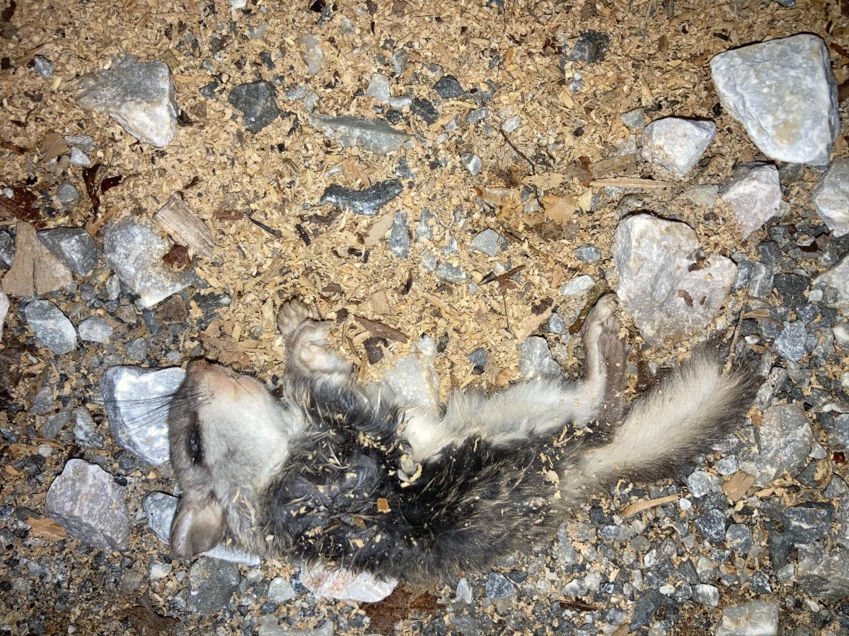 Dead rodent ID? - General Chat - Red Power Magazine Community