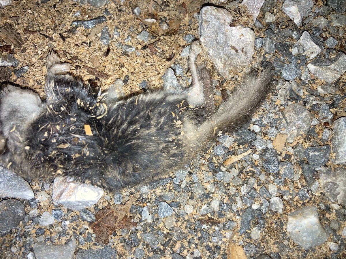 Dead rodent ID? - General Chat - Red Power Magazine Community