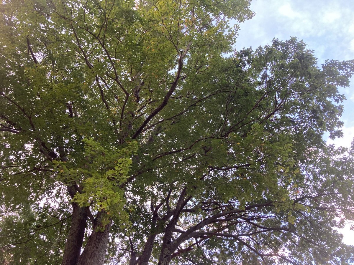 Pear Thrips - General Chat - Red Power Magazine Community