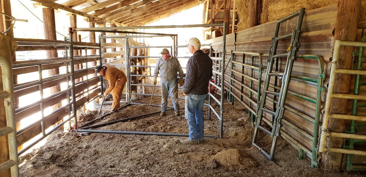 Cattle loading ideas - General Chat - Red Power Magazine Community