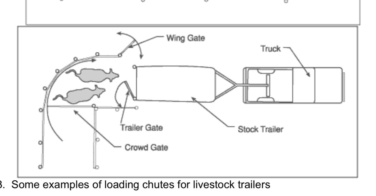 Cattle loading ideas - General Chat - Red Power Magazine Community