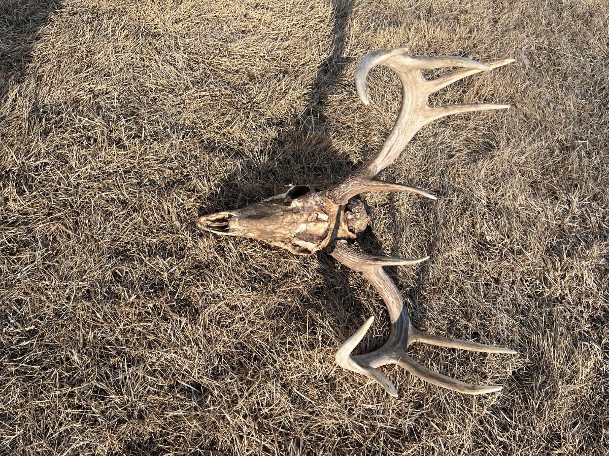 Found any antlers? - Page 2 - General Chat - Red Power Magazine Community