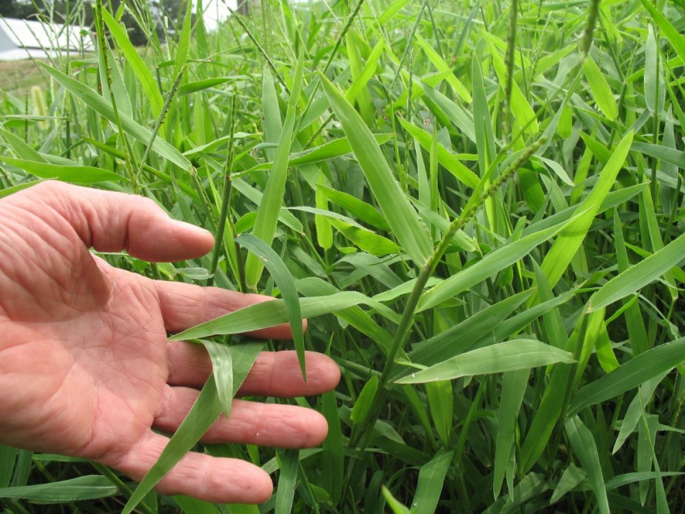 7ft sickle mower on 886 - General Chat - Red Power Magazine Community