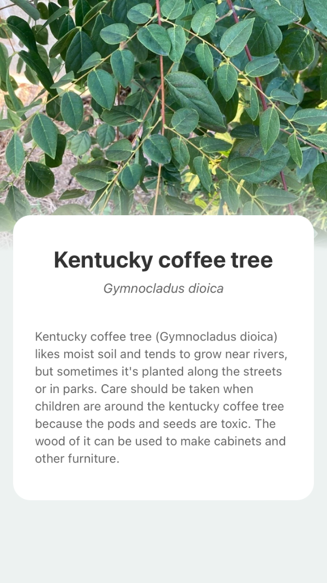 What kind of tree? - General Chat - Red Power Magazine Community