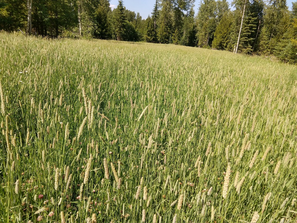 international 4000 swather. - Technical IH Talk - Red Power Magazine ...