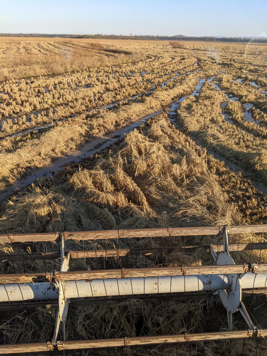 Harvesting down rice - Page 2 - General Chat - Red Power Magazine Community