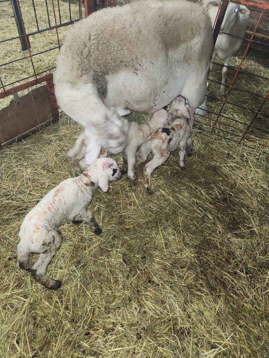 Sheep? - General Chat - Red Power Magazine Community