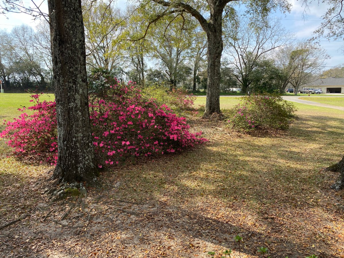 Spring in South Alabama - General Chat - Red Power Magazine Community