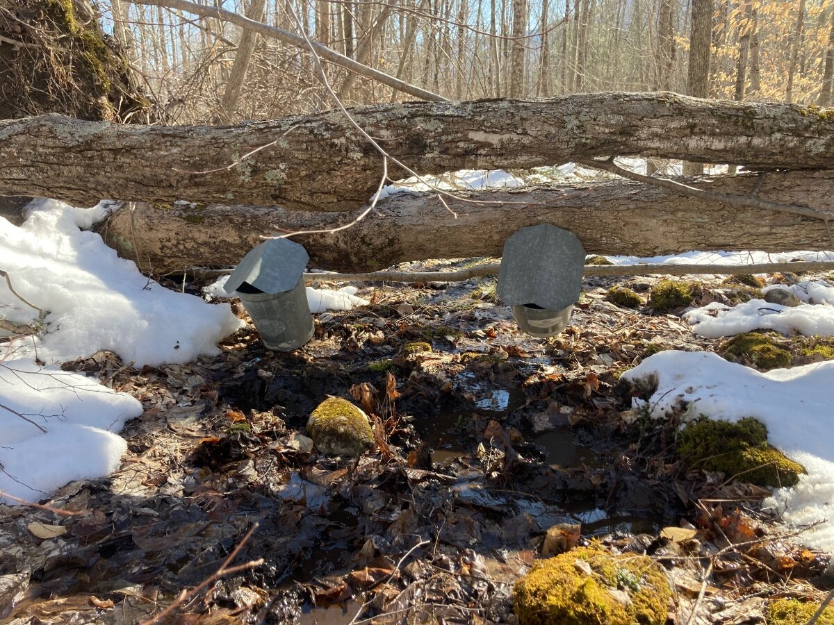 Sugaring 23’ - General Chat - Red Power Magazine Community