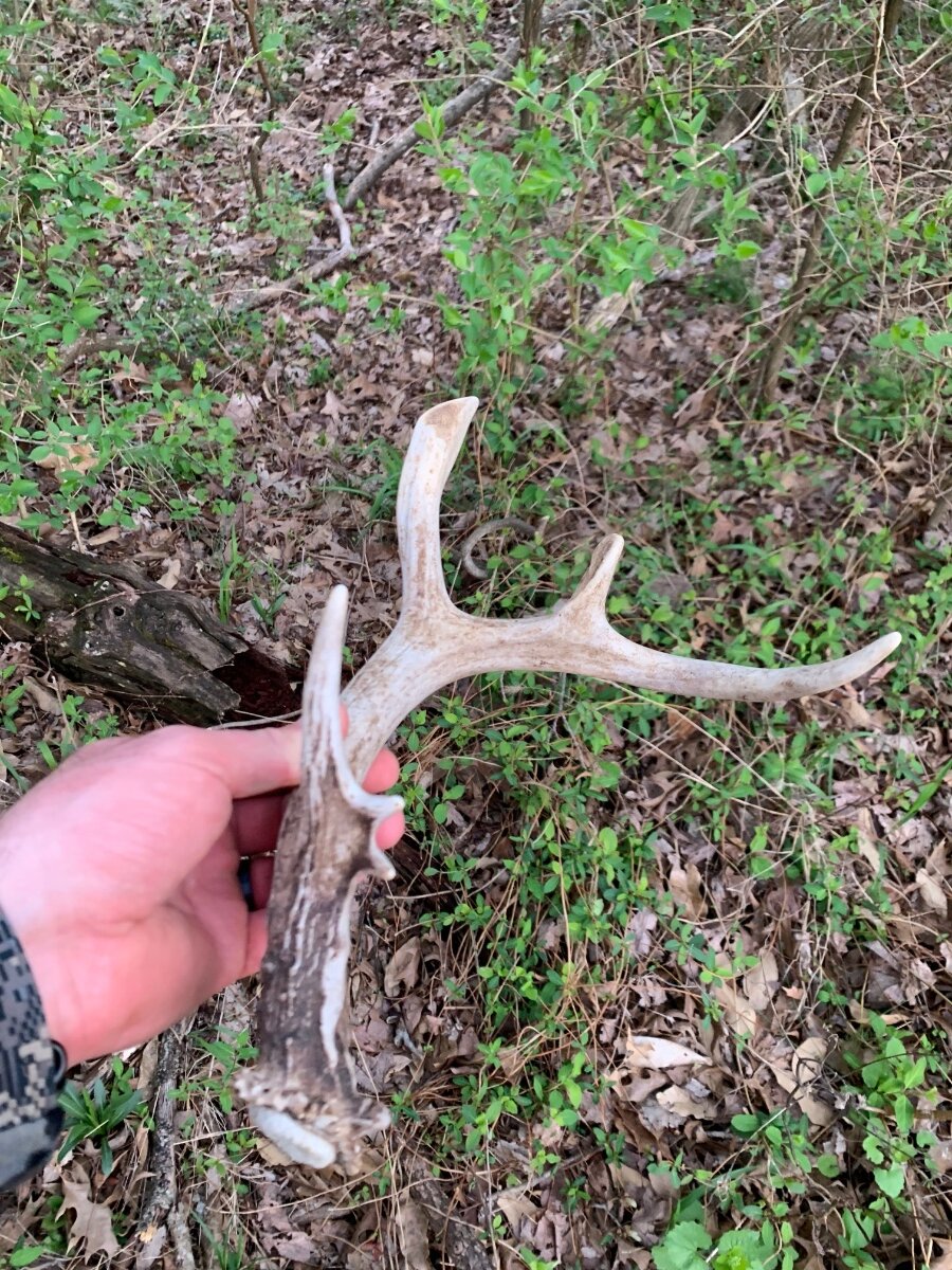 Found any antlers? - Page 3 - General Chat - Red Power Magazine Community